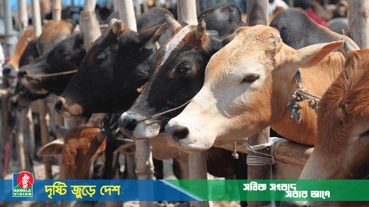 এবার কোরবানি হবে ৮৫ লাখ পশু