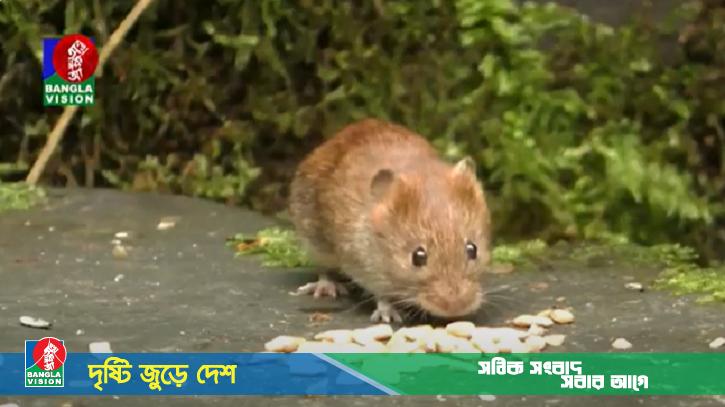 ইঁদুর মেরে লেজ জমা দিলে টাকা দেবে সরকার